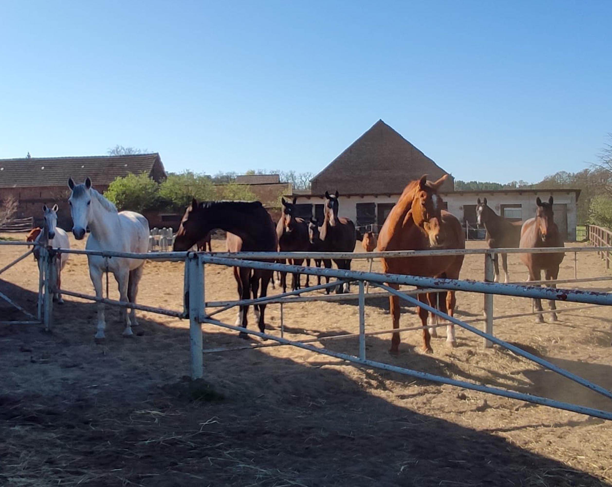 Reit- und Zuchthof Bugk - Bildergalerie